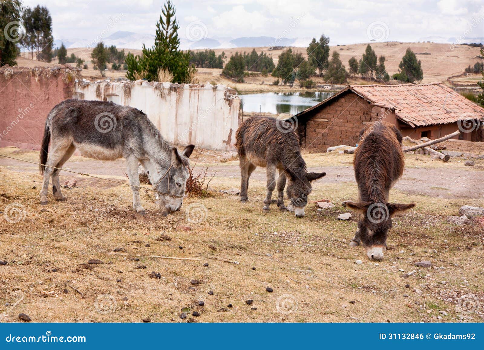 Three Donkeys Above Cusco, Peru Stock Photo - Image of mountains ...