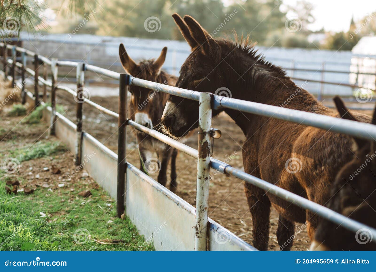 Three Donkeys Behind The Fence. Donkeys At Countyside. Farm Concept ... Three Donkeys Behind The Fence. Donkeys At Countyside. Farm Concept ...