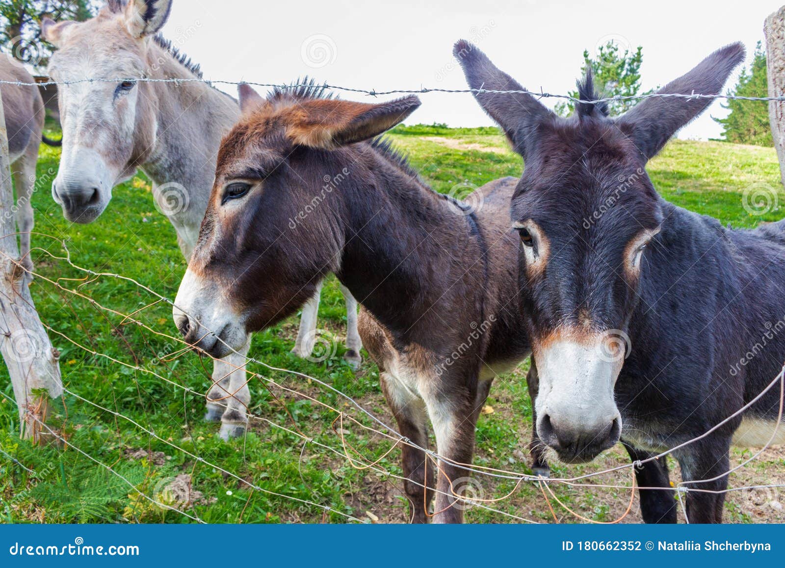 Three Donkeys Behind the Fence. Donkeys at Countyside. Farm Concept ... Three Donkeys Behind the Fence. Donkeys at Countyside. Farm Concept ...