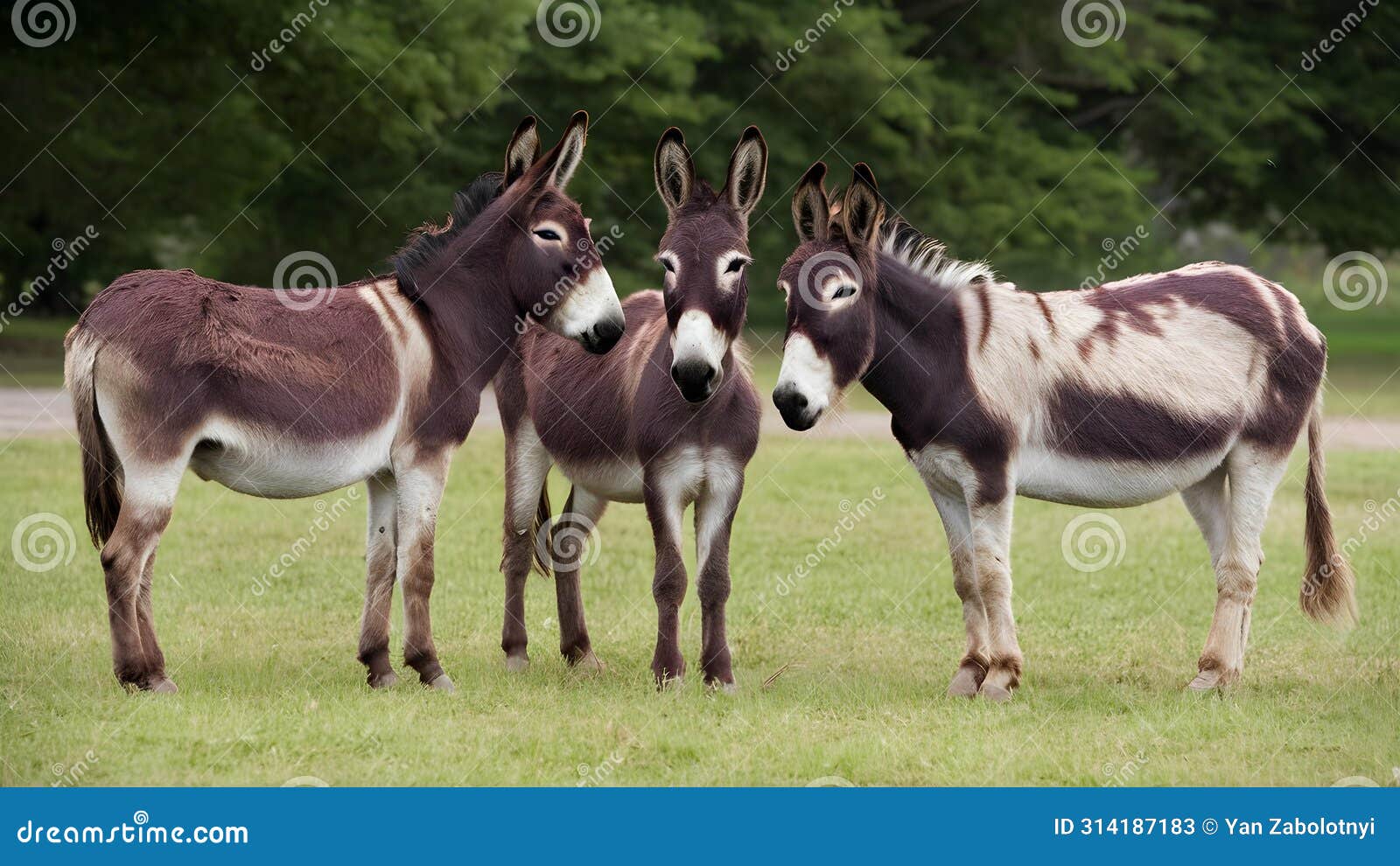 Three Donkeys Display Bonding and Diversity in a Pasture. Concept ...