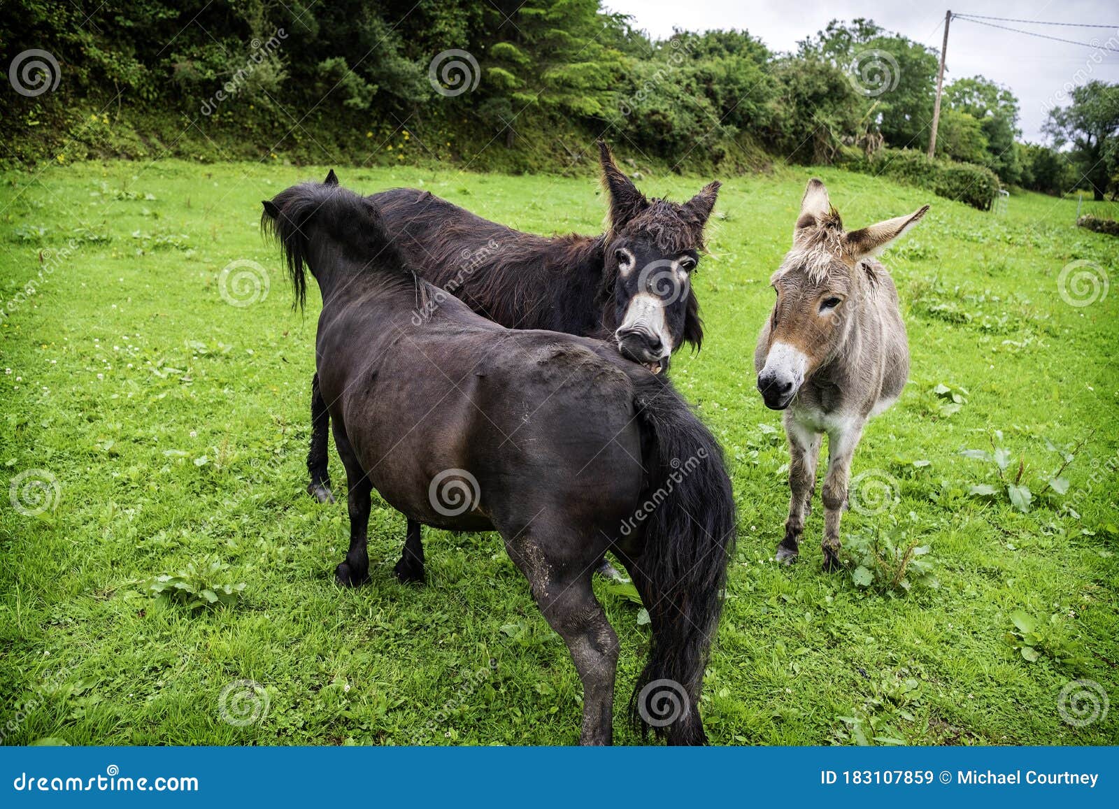 Three Donkeys in a Field One Biting the Other Stock Image - Image of ...