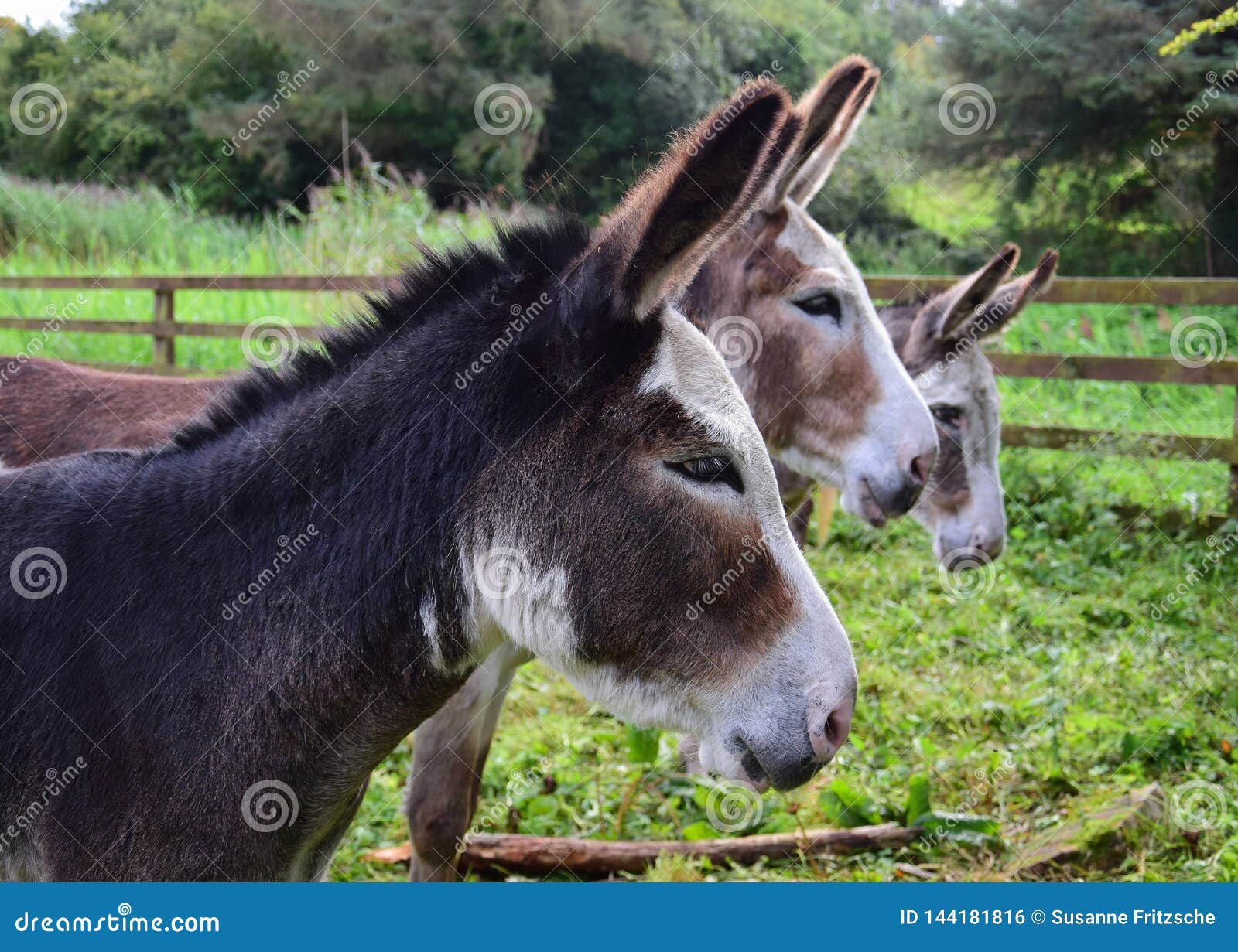 Three Donkeys Behind The Fence. Donkeys At Countyside. Farm Concept ... Three Donkeys Behind The Fence. Donkeys At Countyside. Farm Concept ...