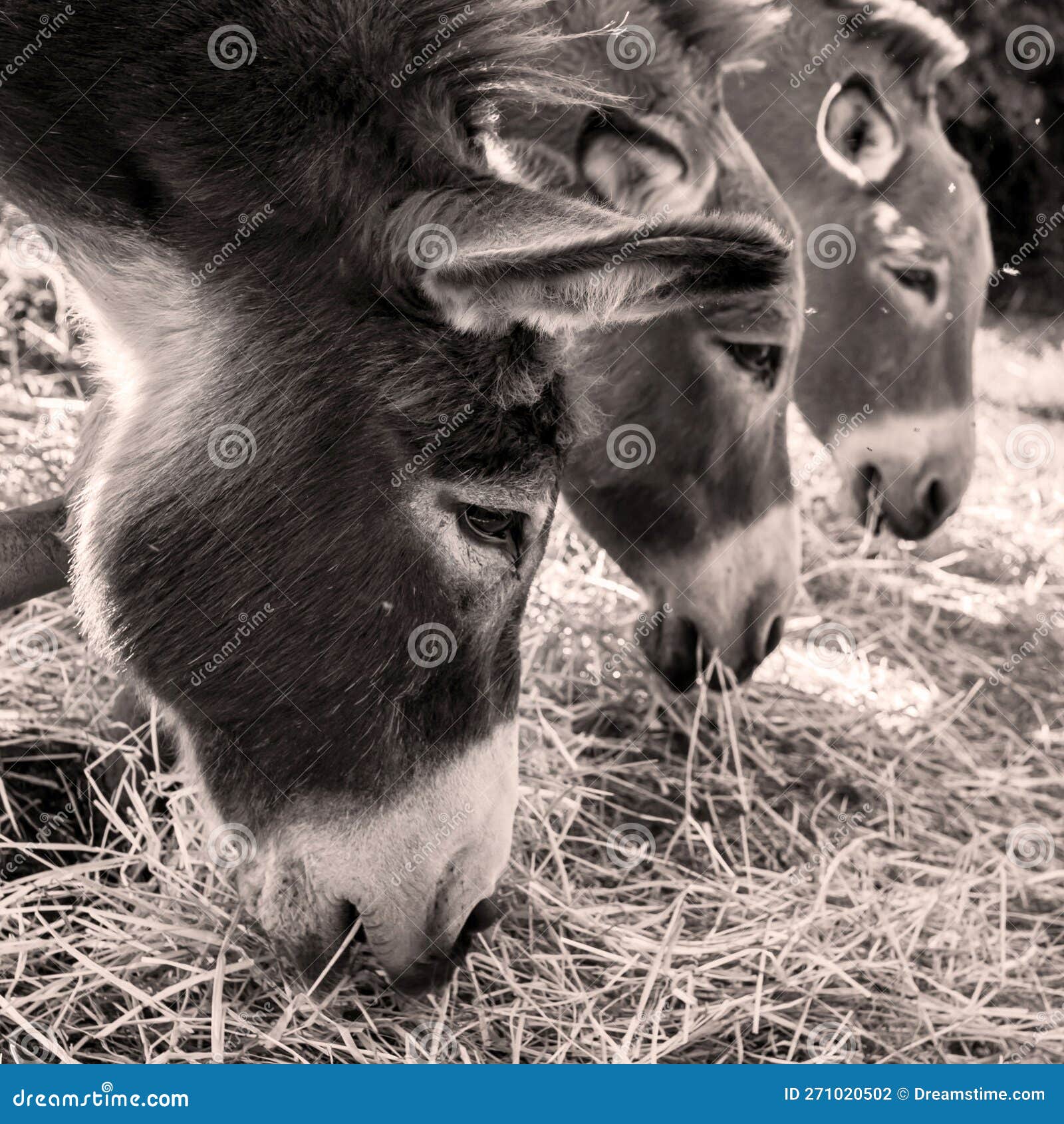 Three Donkeys Behind The Fence. Donkeys At Countyside. Farm Concept ... Three Donkeys Behind The Fence. Donkeys At Countyside. Farm Concept ...