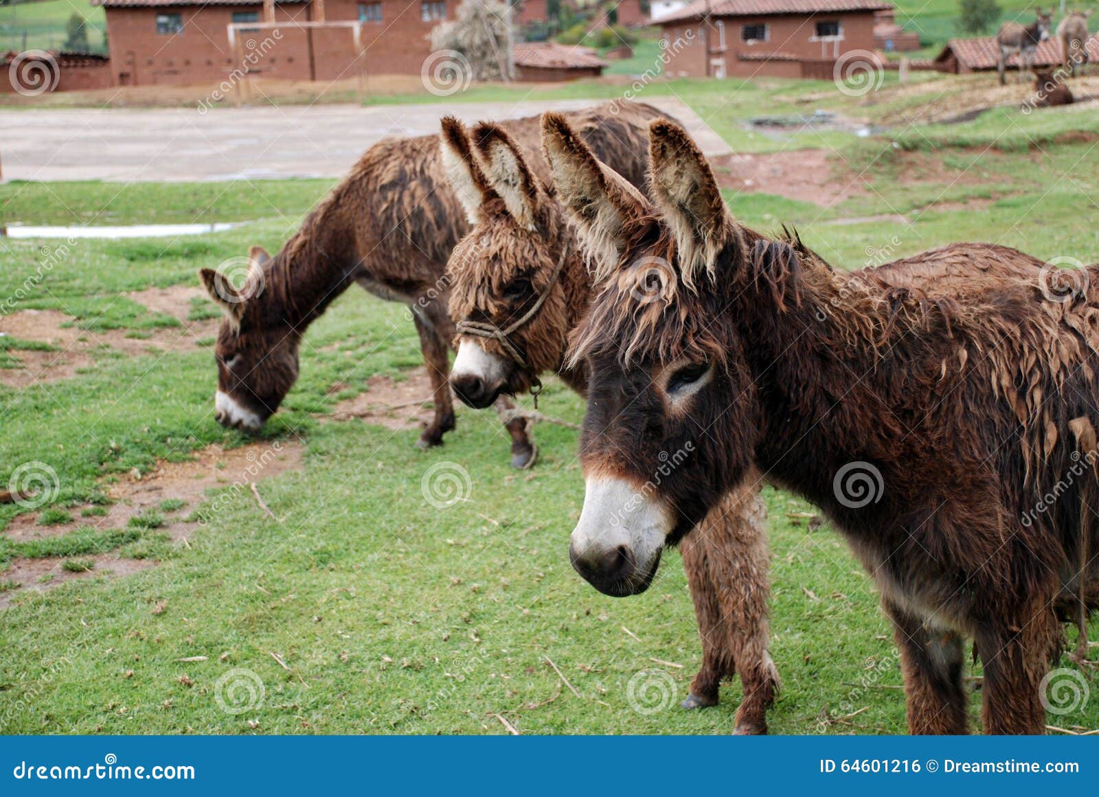 Three Donkeys Behind The Fence. Donkeys At Countyside. Farm Concept ... Three Donkeys Behind The Fence. Donkeys At Countyside. Farm Concept ...