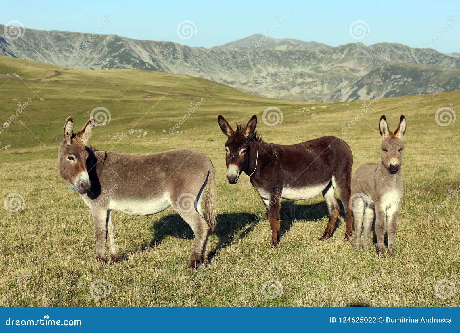 The three donkeys stock photo. Image of expressiveness - 124625022