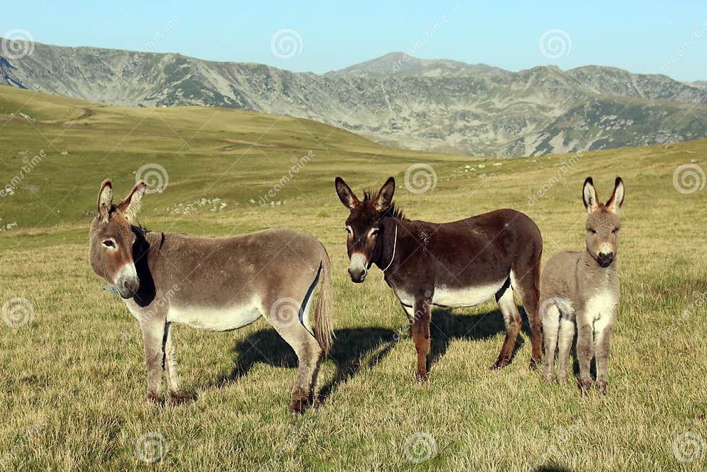 The three donkeys stock photo. Image of expressiveness - 124625022