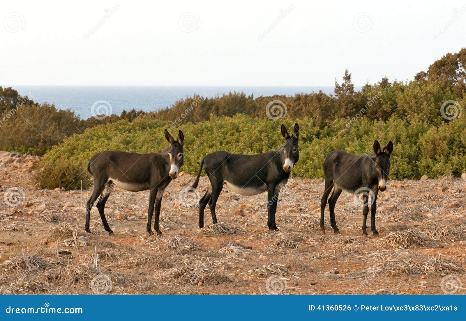 Three Donkeys stock photo. Image of donkeys, karpaz, italy - 41360526