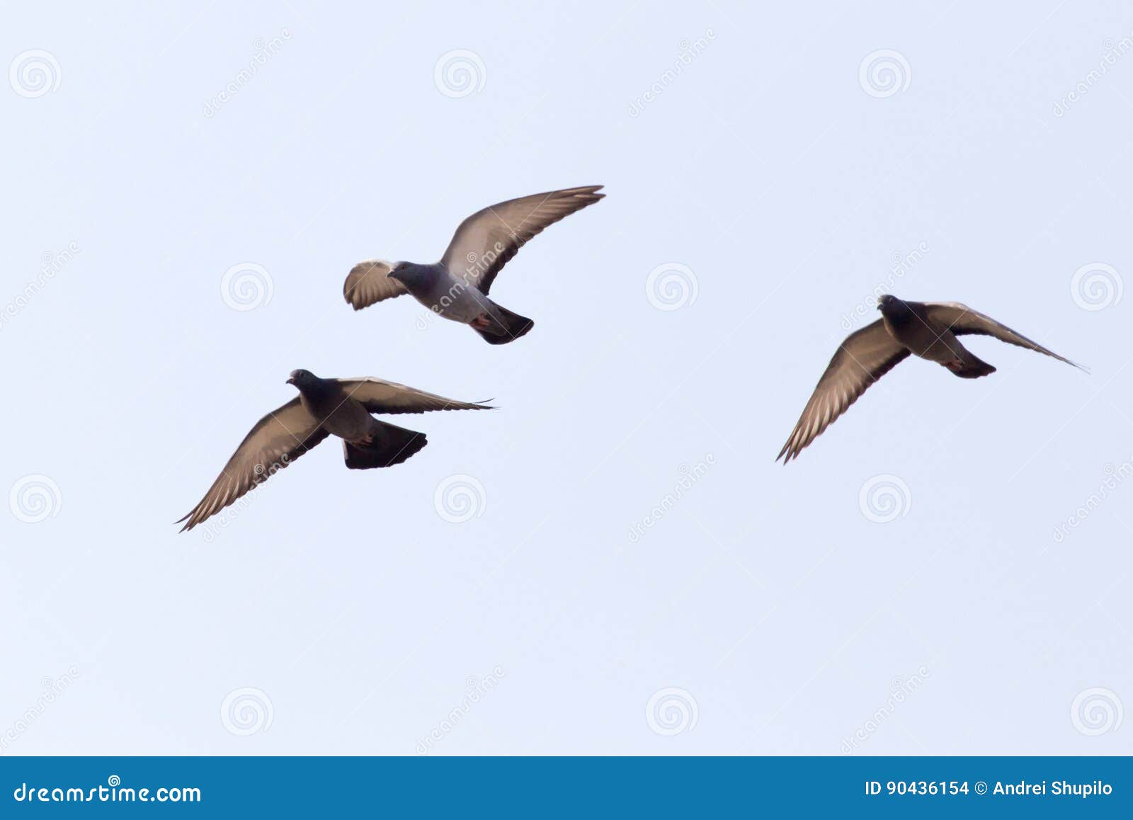 Three doves on a blue sky stock photo. Image of symbol - 90436154