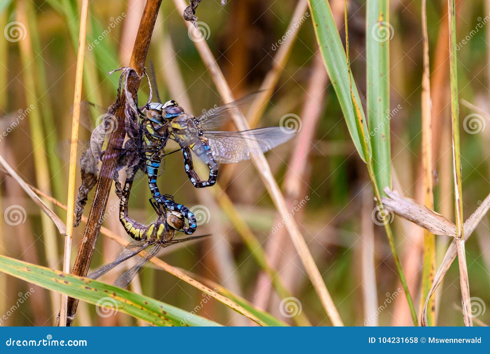 Dragonflies in the Autumn Reed Stock Photo - Image of insect, plant ...