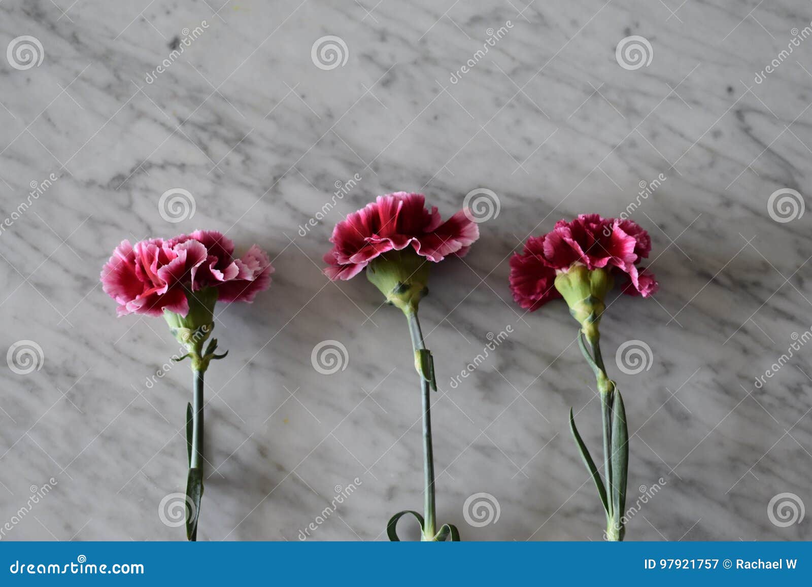Three Dramatic Pink Carnations Stock Image - Image of background ...