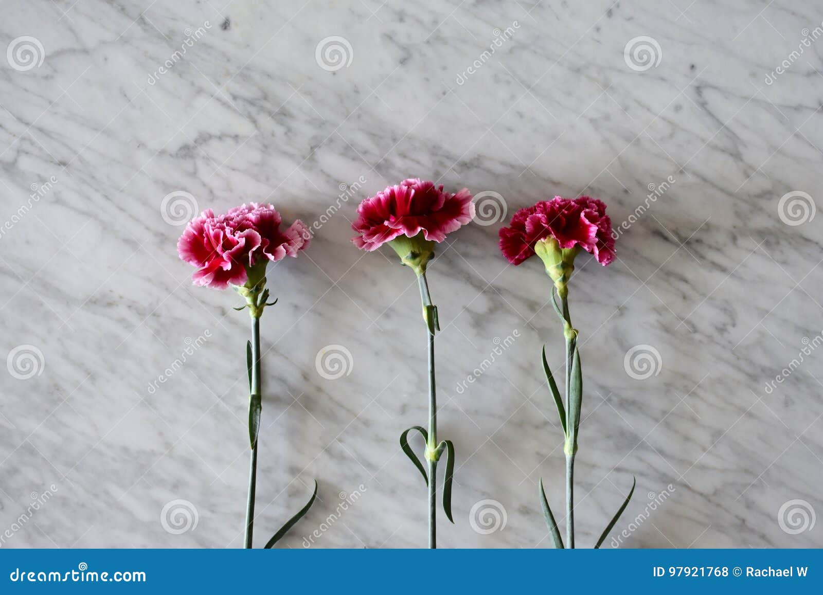Three Dramatic Pink Carnations Stock Photo - Image of colorful ...