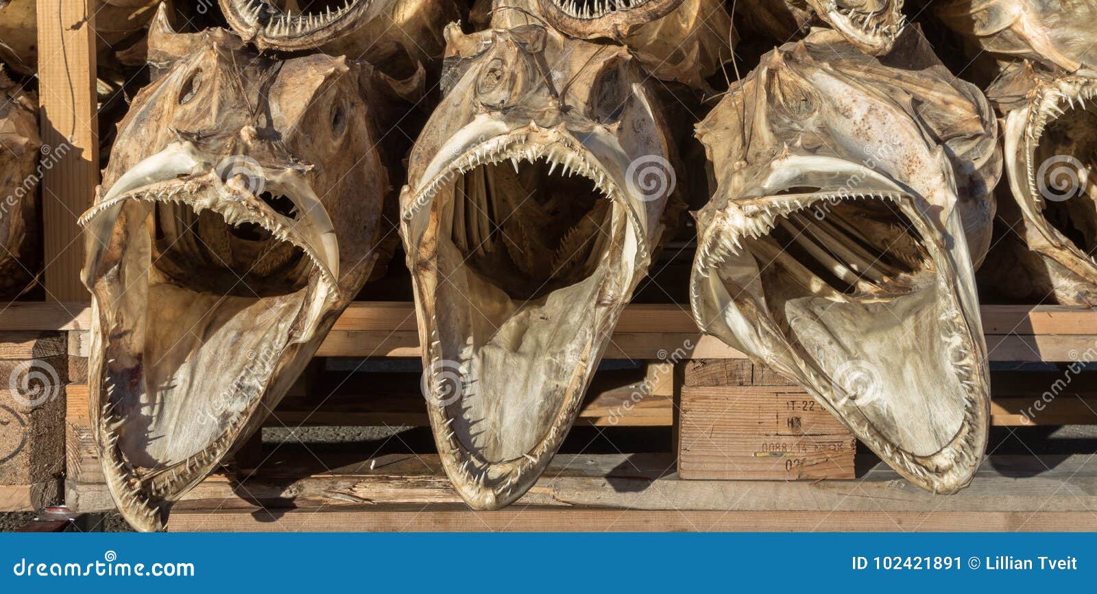 Three Dried Fish Heads from Cod Stacked on a Pallet Stock Image - Image ...