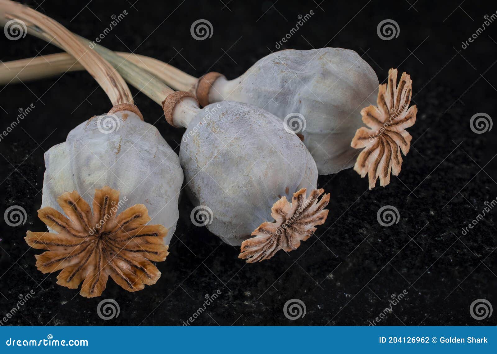 Three Dried Poppy Seed Pods Isolated on Black Stock Photo - Image of ...