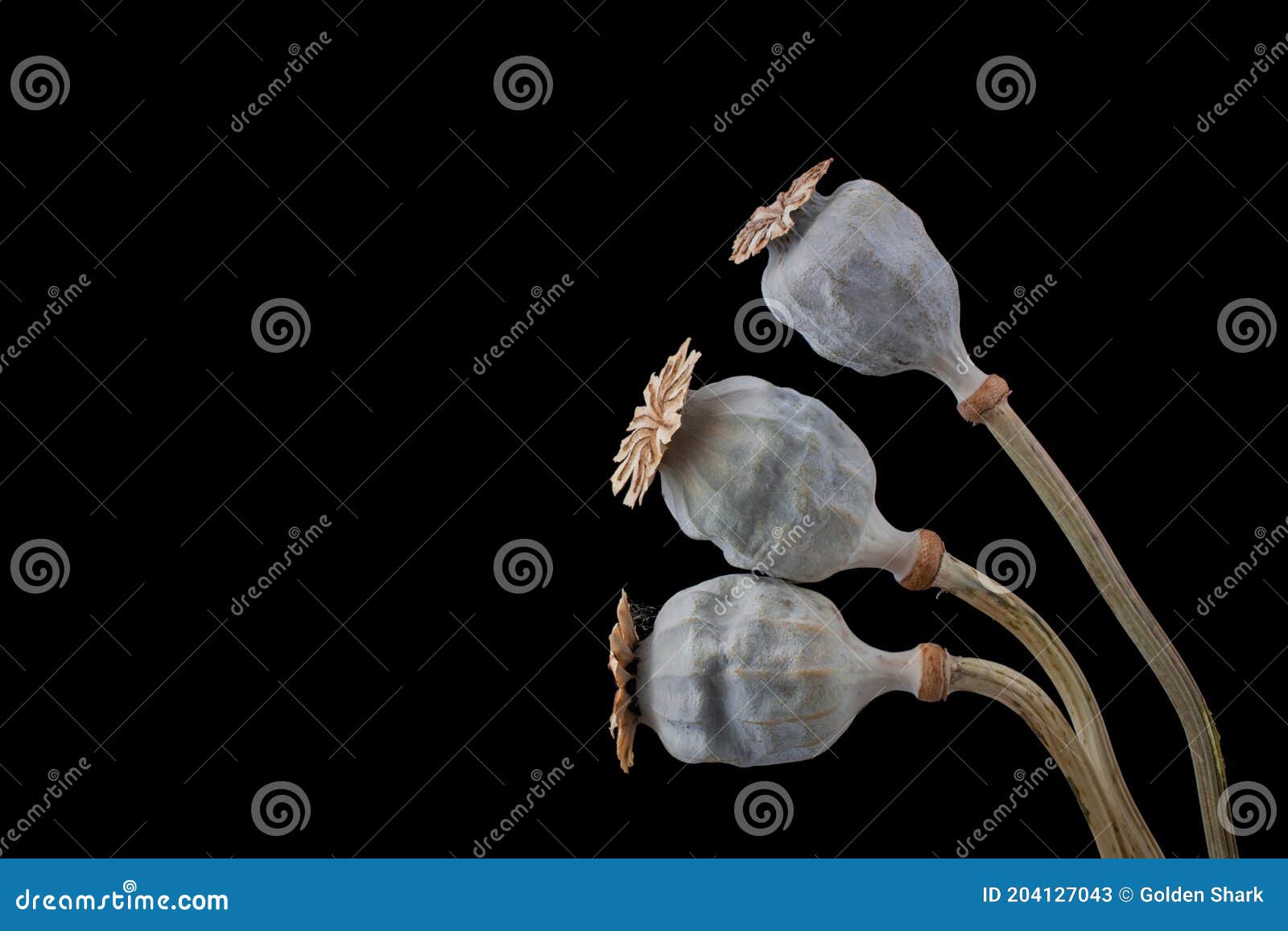 Three Dried Poppy Seed Pods Isolated on Black Stock Image - Image of ...