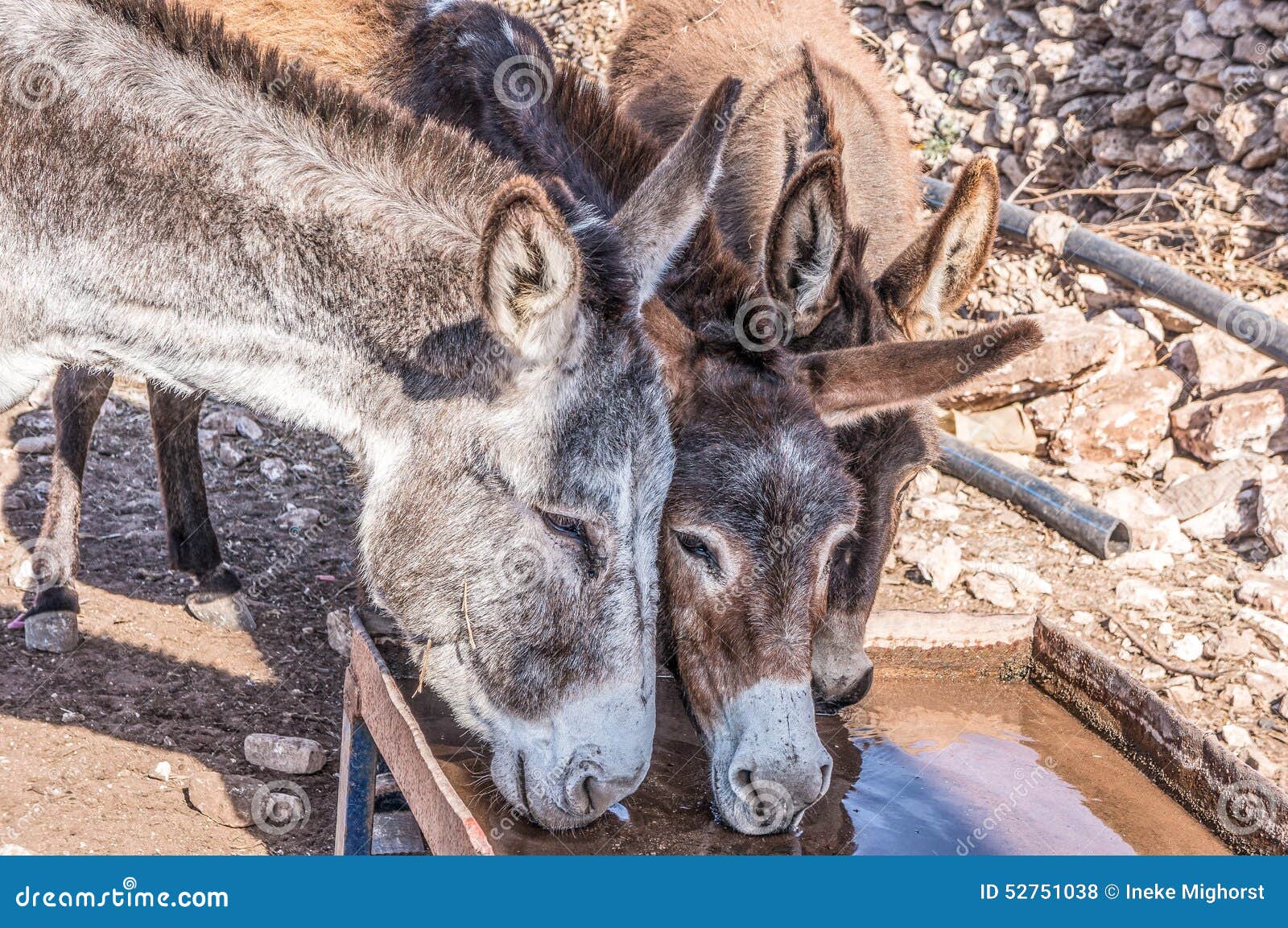 Three Drinking Donkeys in Morocco. Stock Photo - Image of grey, three ...