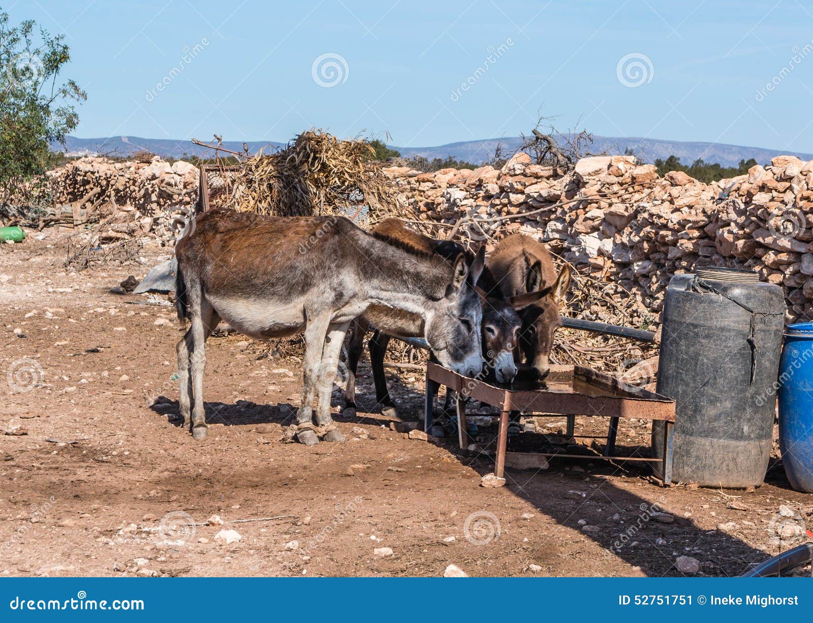 Farm With Donkeys Dragging The Faring Equipment Stock Photography ...