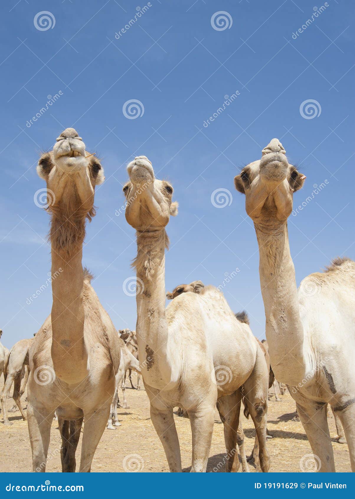Three dromedary camels stock image. Image of dromedary - 19191629