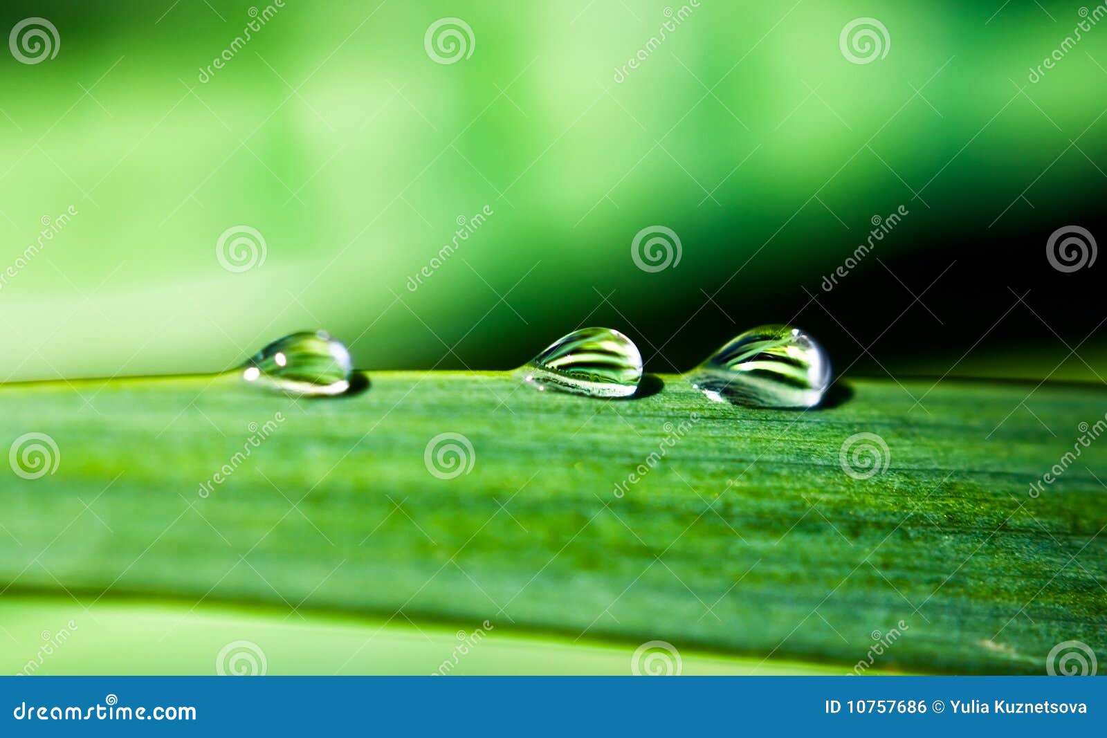 Three droplets stock photo. Image of three, spring, foliage - 10757686