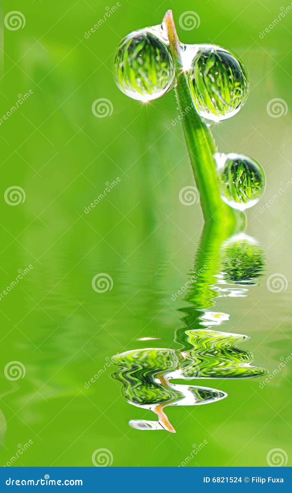 Three drops stock photo. Image of line, dewdrops, pure - 6821524