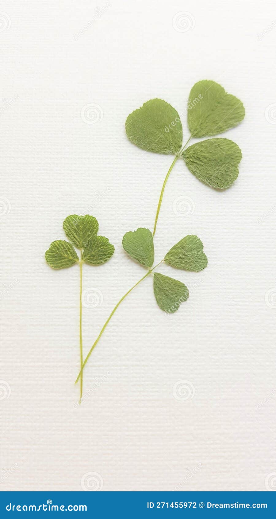 Three Dry Clover Leaves on White Paper Stock Photo - Image of leaves ...
