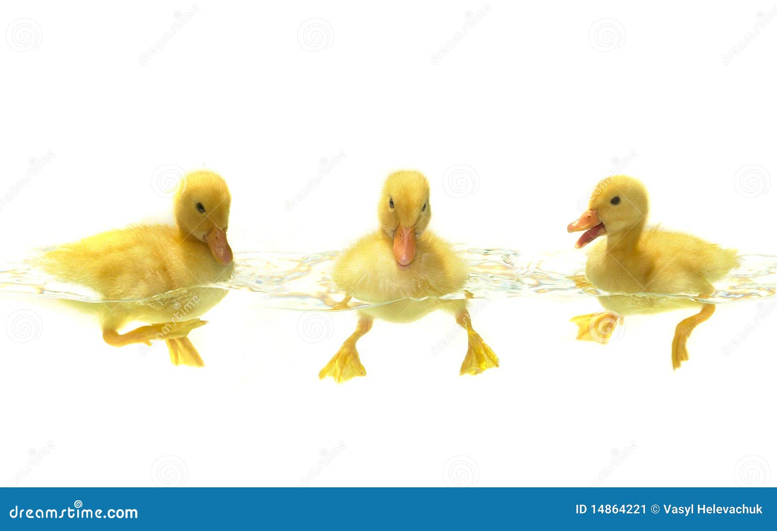 Three duck stock image. Image of swimming, water, bird - 14864221