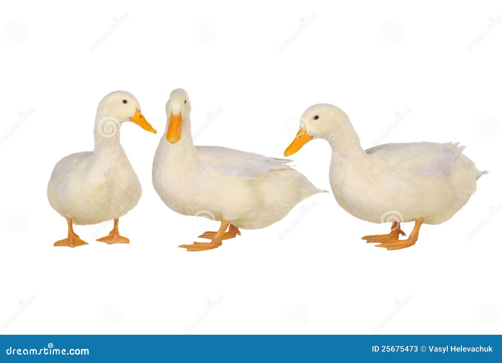 Three duck stock image. Image of waterfowl, silhouette - 25675473