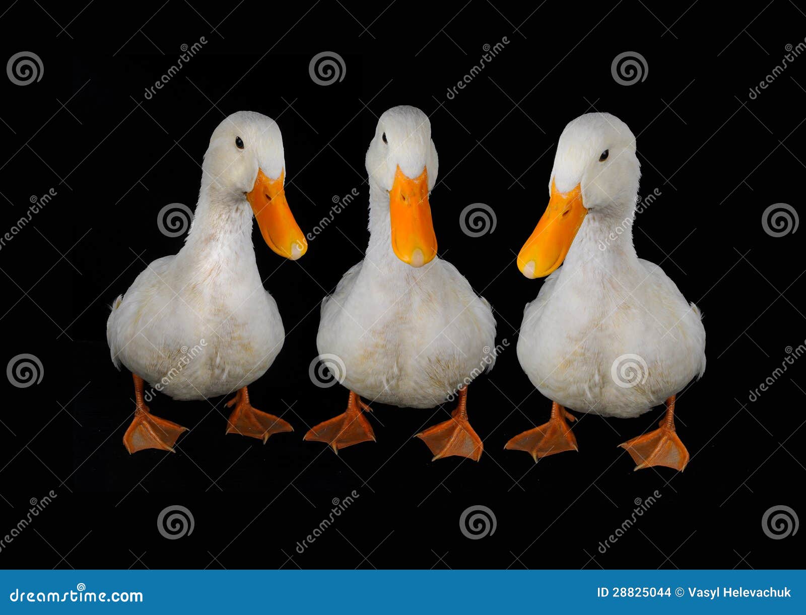 Three duck stock photo. Image of wildlife, white, waterfowl - 28825044
