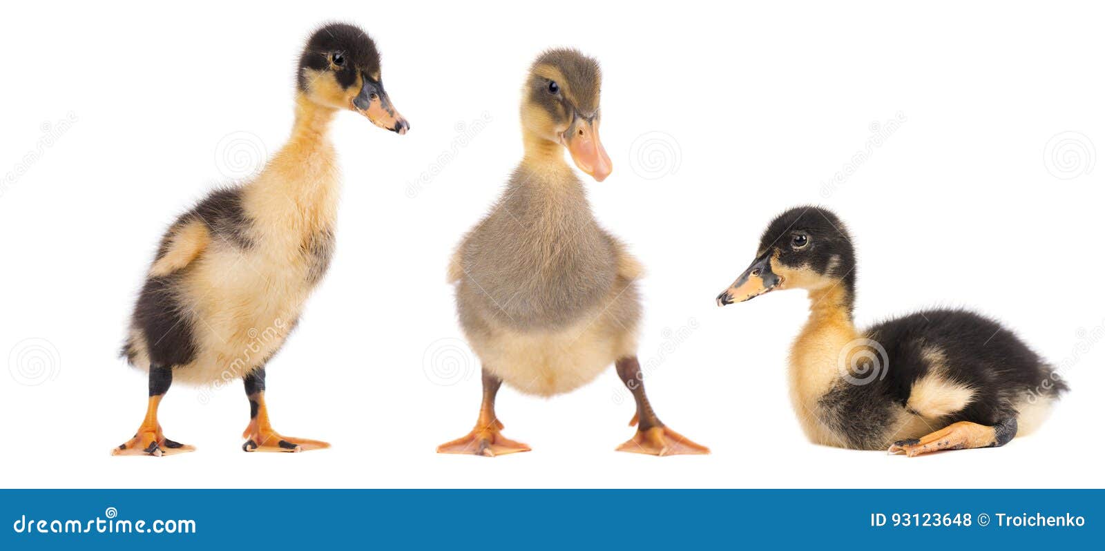 Three Duckling Isolated on White Background. Collage Stock Photo ...