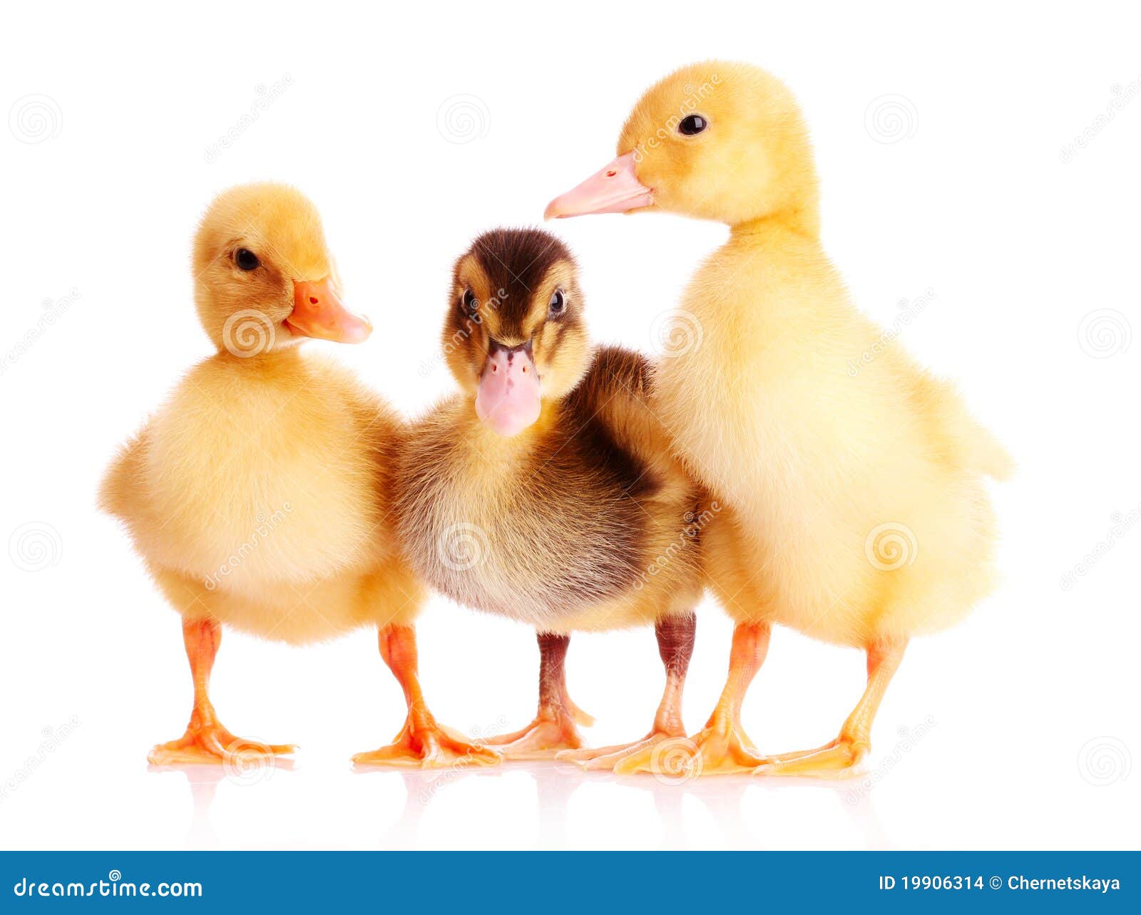 Three ducklings stock photo. Image of bird, gray, duckling - 19906314