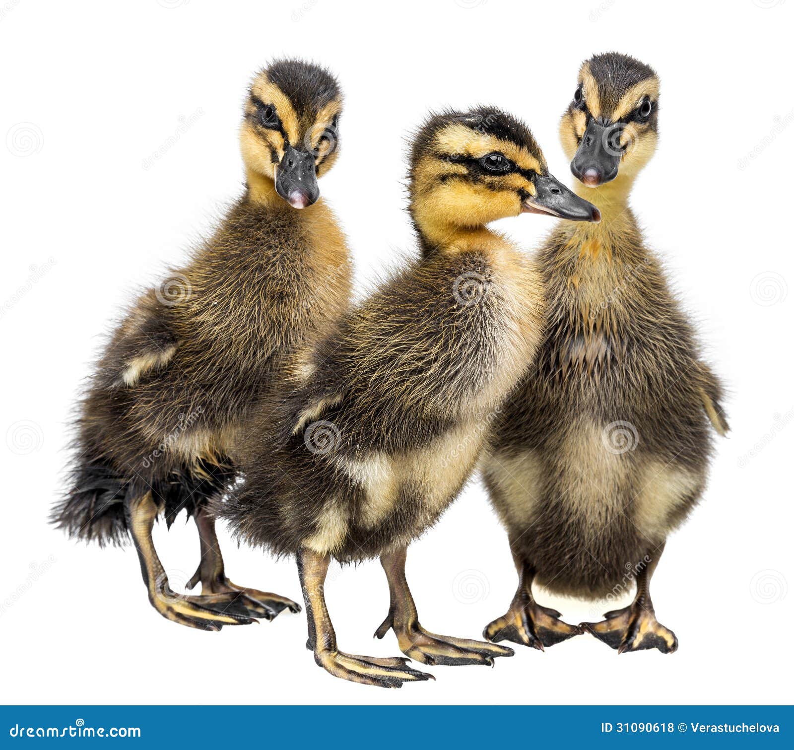 Three ducklings stock photo. Image of duck, length, duckling - 31090618