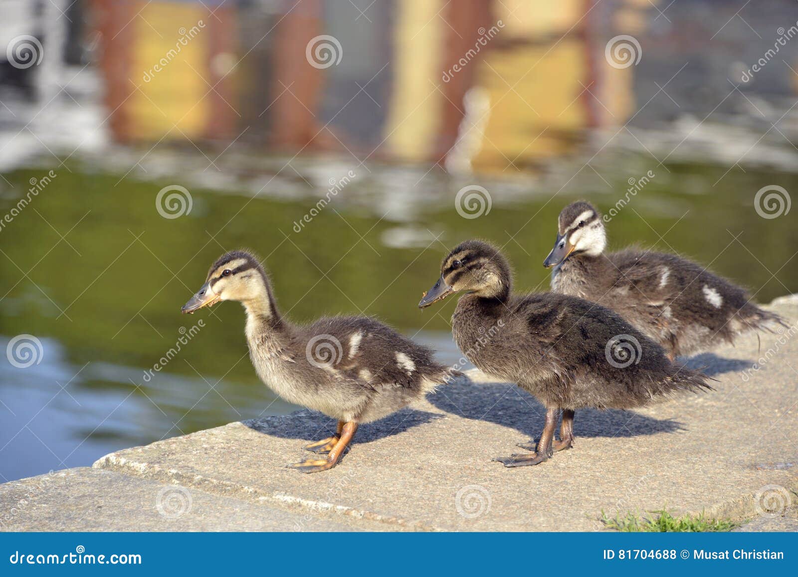 Three ducklings stock photo. Image of nature, france - 81704688
