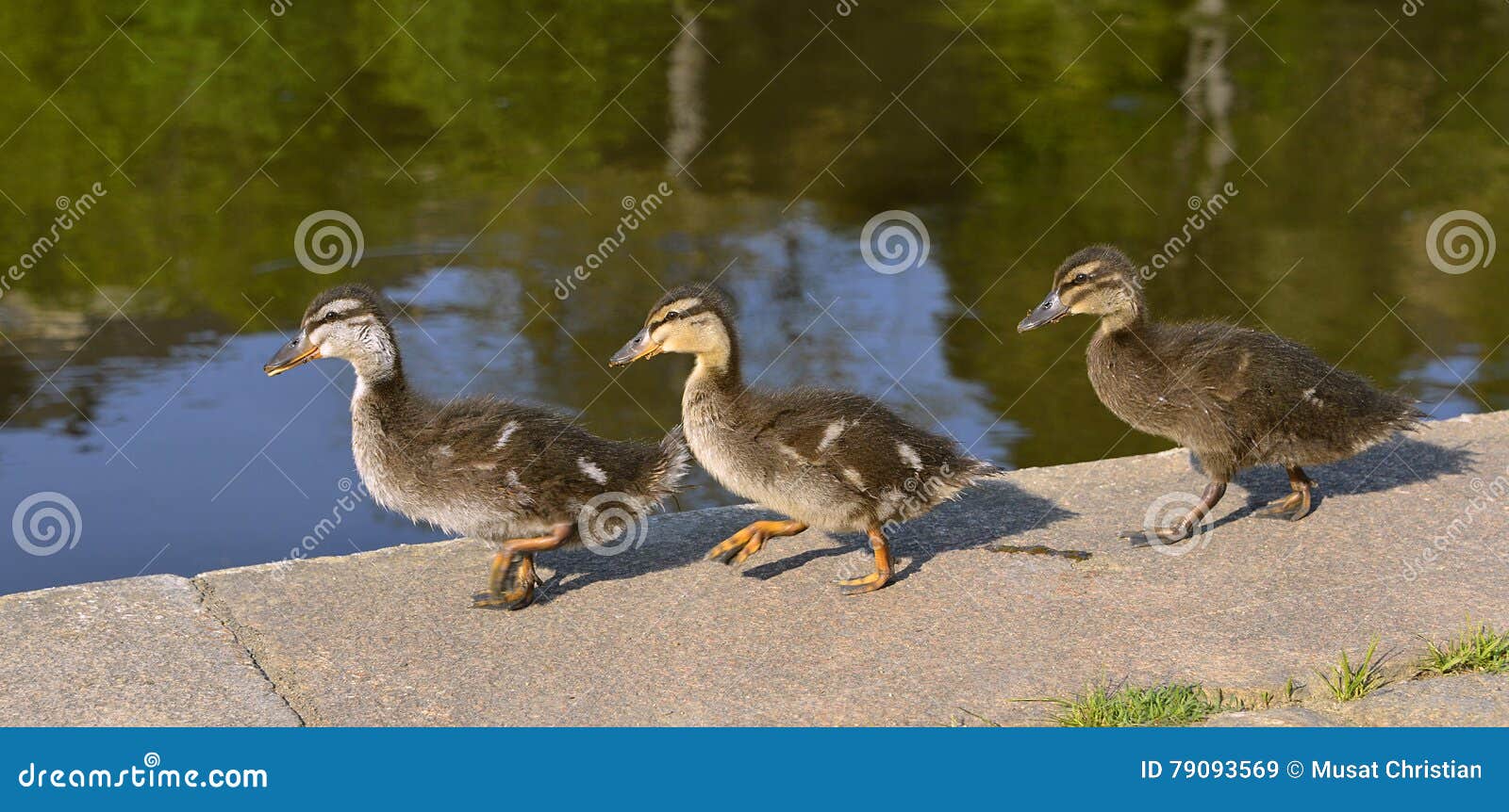 Three ducklings walking stock image. Image of brown, juvenile - 79093569