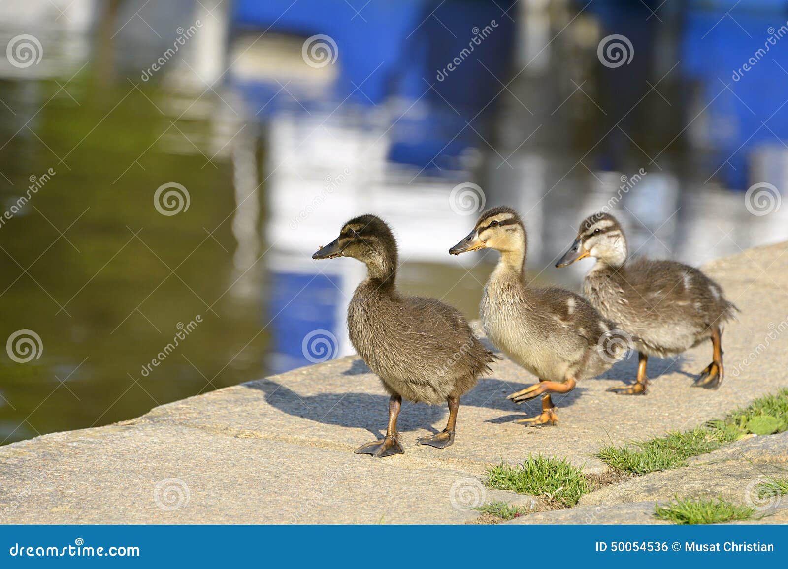Three ducklings walking stock photo. Image of duckling - 50054536