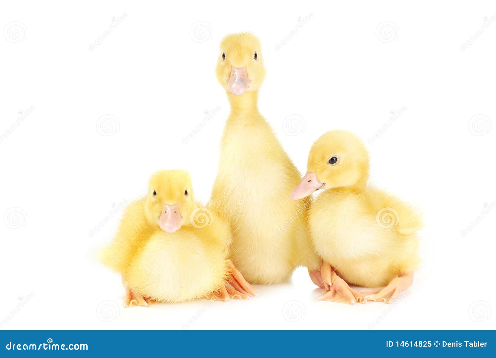 Three ducklings on white stock image. Image of feather - 14614825