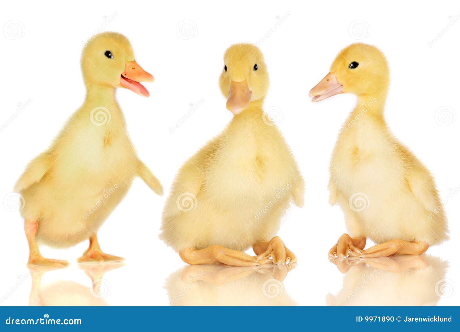 Three ducklings on white stock photo. Image of webbed - 9971890