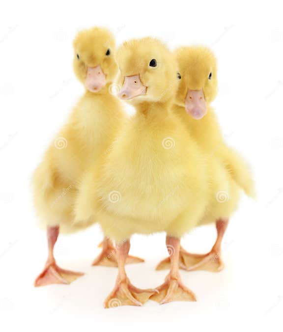 Three ducklings stock image. Image of small, cute, pets - 58462013