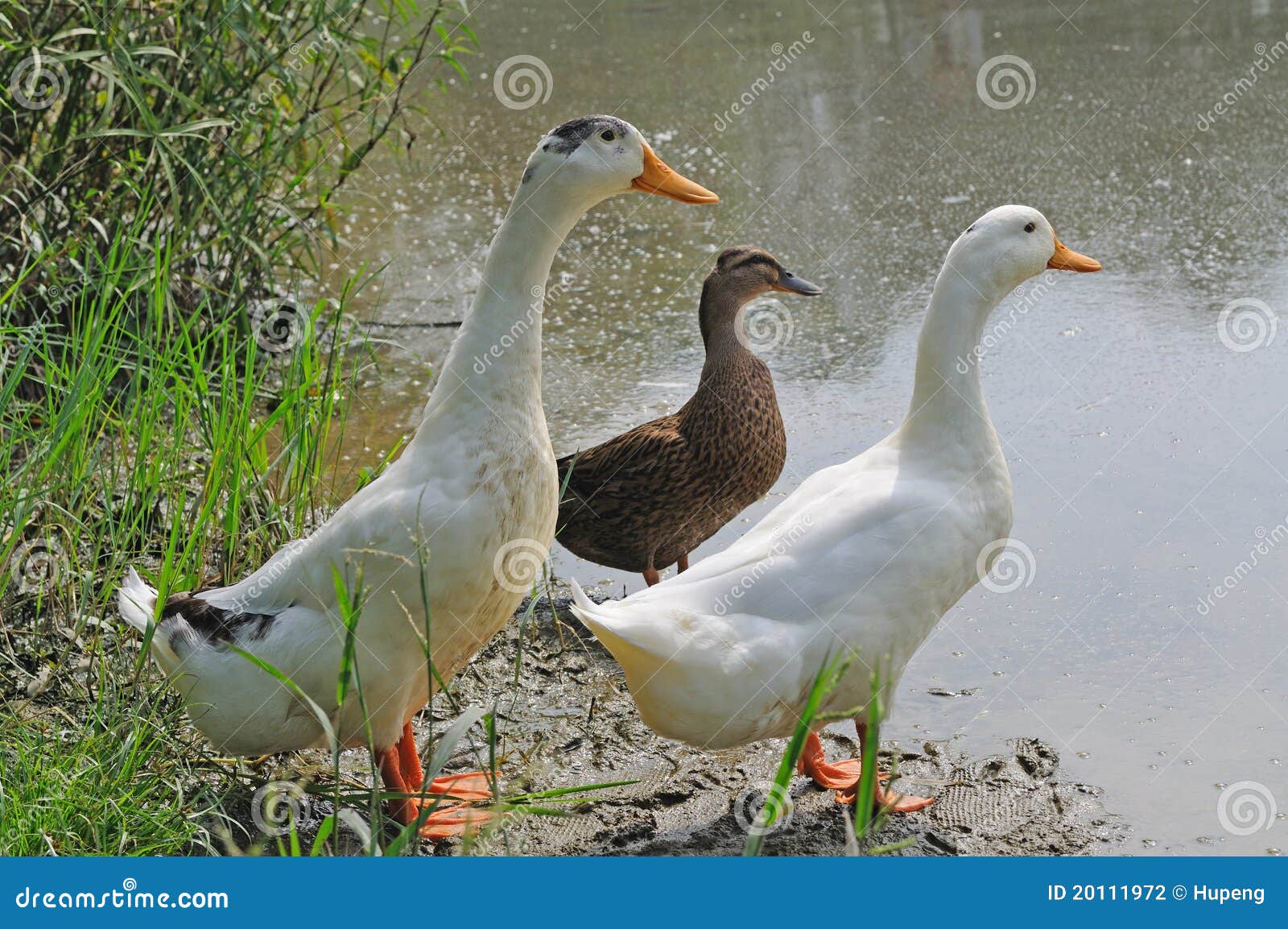 Three ducks stock photo. Image of green, drake, cattle - 20111972