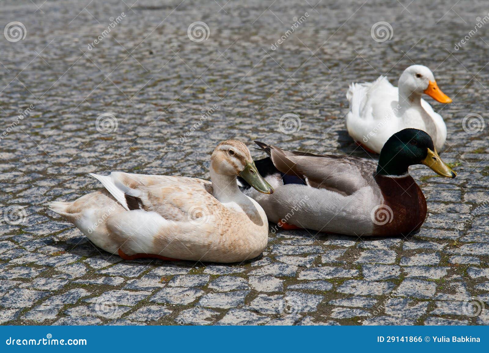Three ducks stock photo. Image of swimming, waterfowl - 29141866
