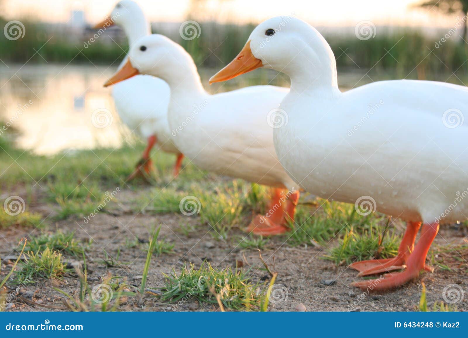 Three Ducks On A River Stock Photography | CartoonDealer.com #122607362