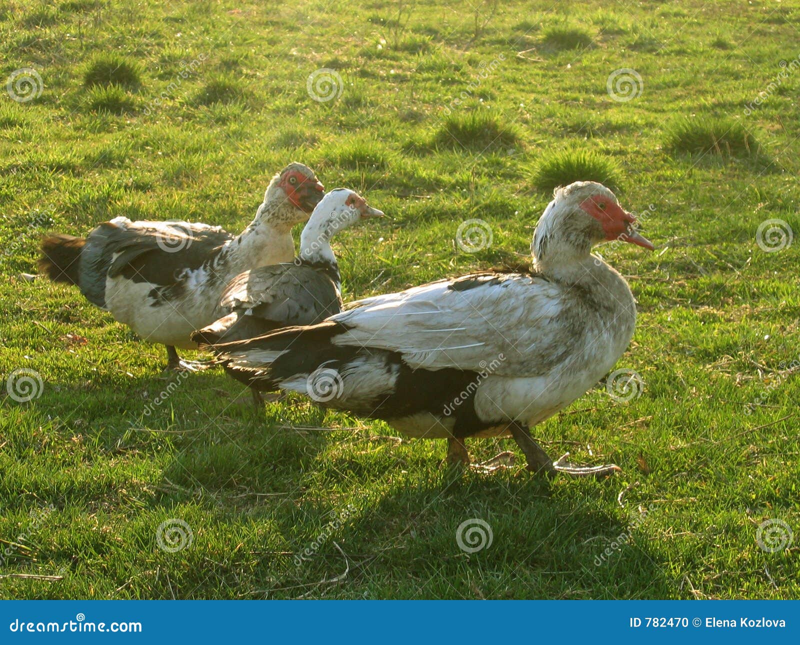 Three ducks stock photo. Image of village, group, nature - 782470