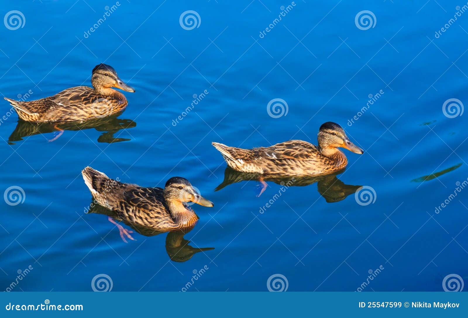 Three ducks on blue water stock image. Image of reflection - 25547599