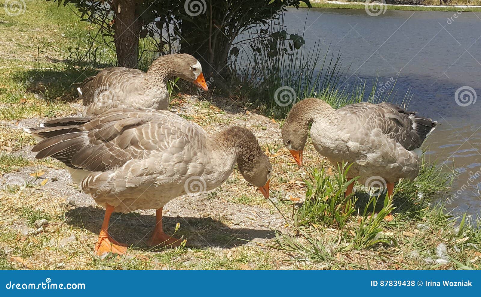 Three Ducks stock photo. Image of three, animals, feet - 87839438