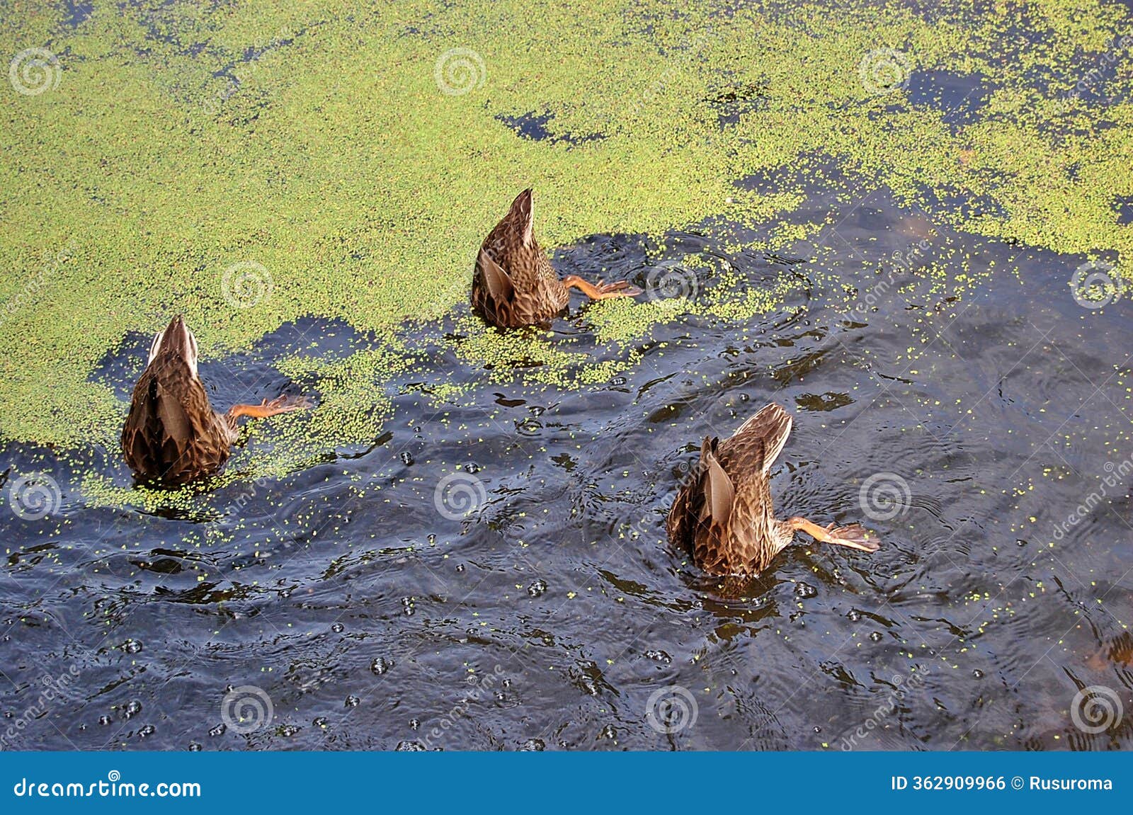 Diving Ducks in a Pond stock photo. Image of natural - 362909966