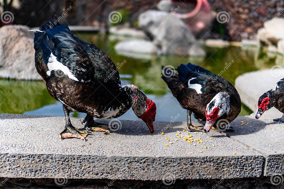 Three Ducks are Eating Corn on a Ledge Stock Photo - Image of black ...