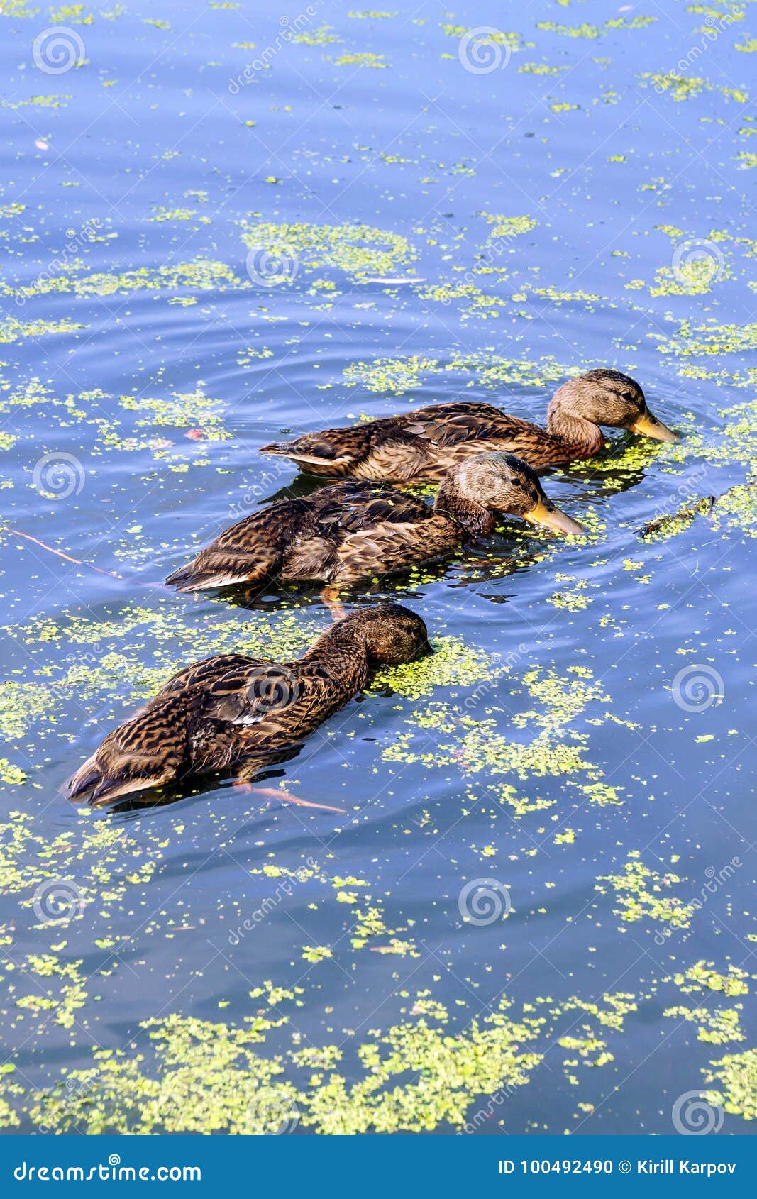 Three Ducks Feed on Pond Overgrown with Slime Stock Photo - Image of ...