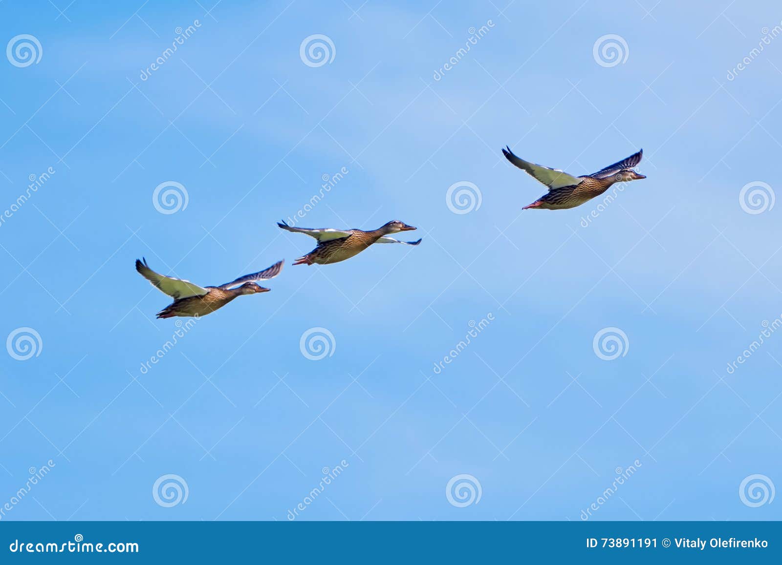 Three ducks in flight stock image. Image of flight, beak - 73891191