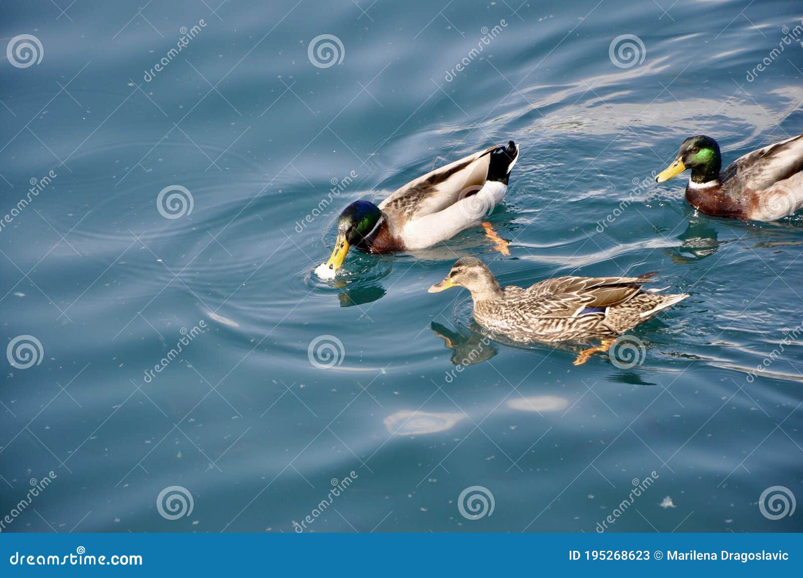 Three Ducks Floating on Blue Water Surface. Stock Image - Image of ...