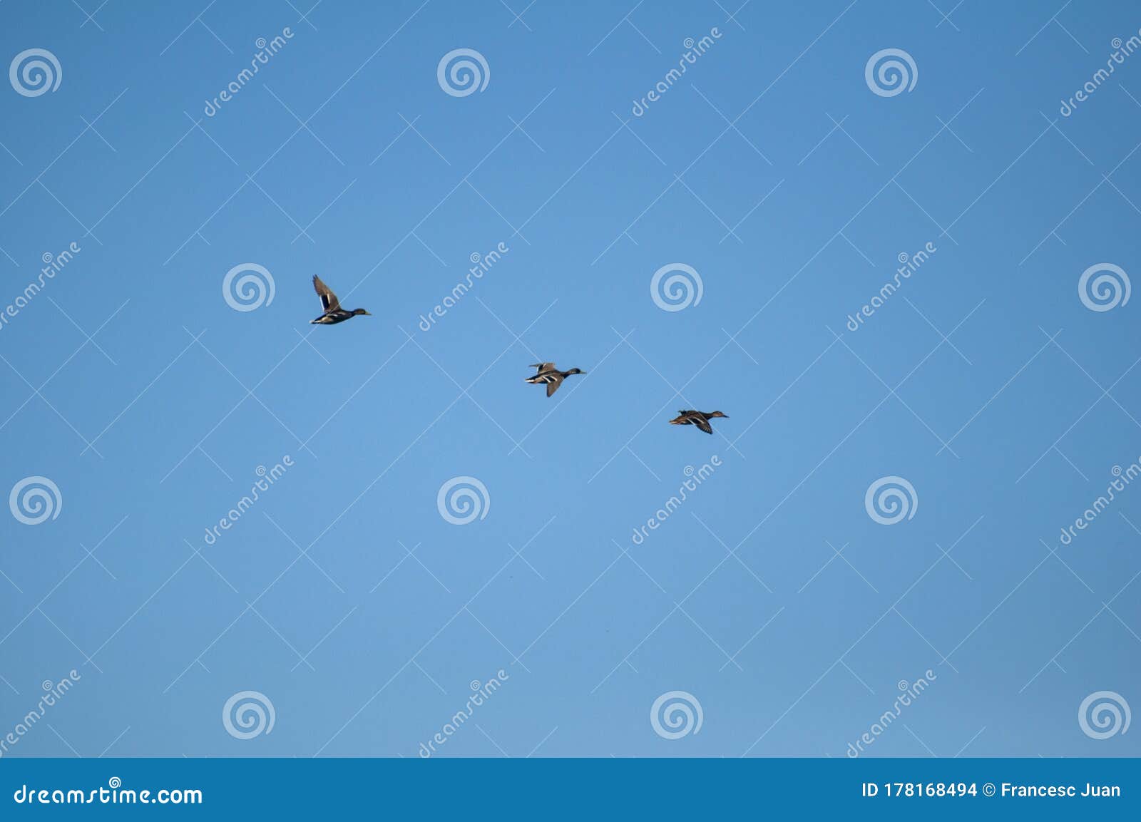 Three ducks flying stock photo. Image of mallardduck - 178168494
