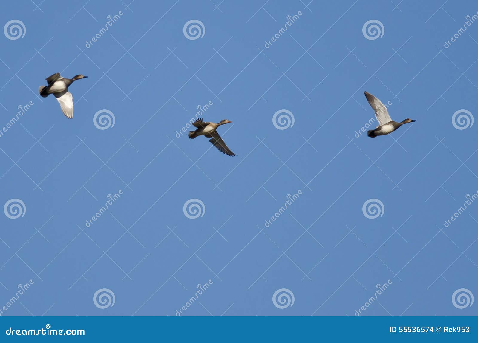 Three Ducks Flying in a Blue Sky Stock Photo - Image of aquatic, three ...