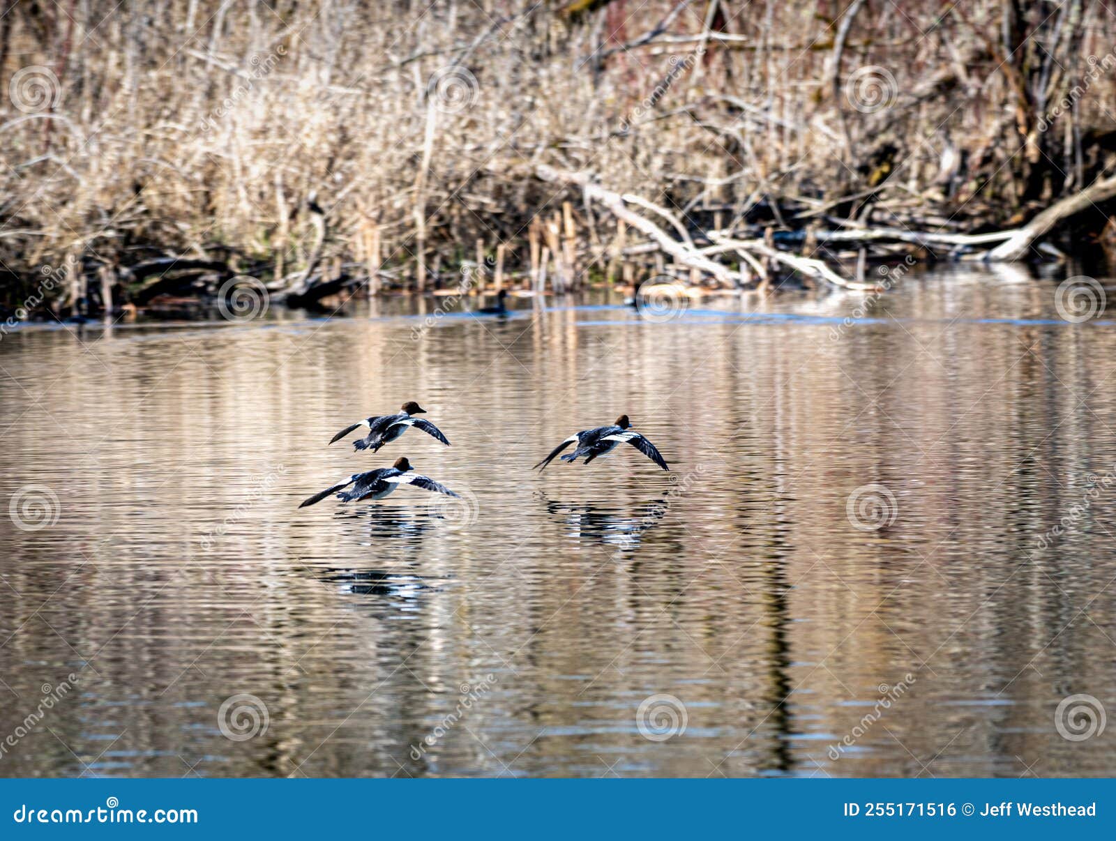 Three Ducks Flying Low Over the Water Stock Photo - Image of outdoor ...